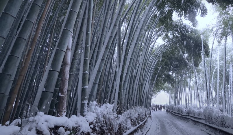 2025 Edition: 5 Stunning Winter Views in Arashiyama You Can't Miss