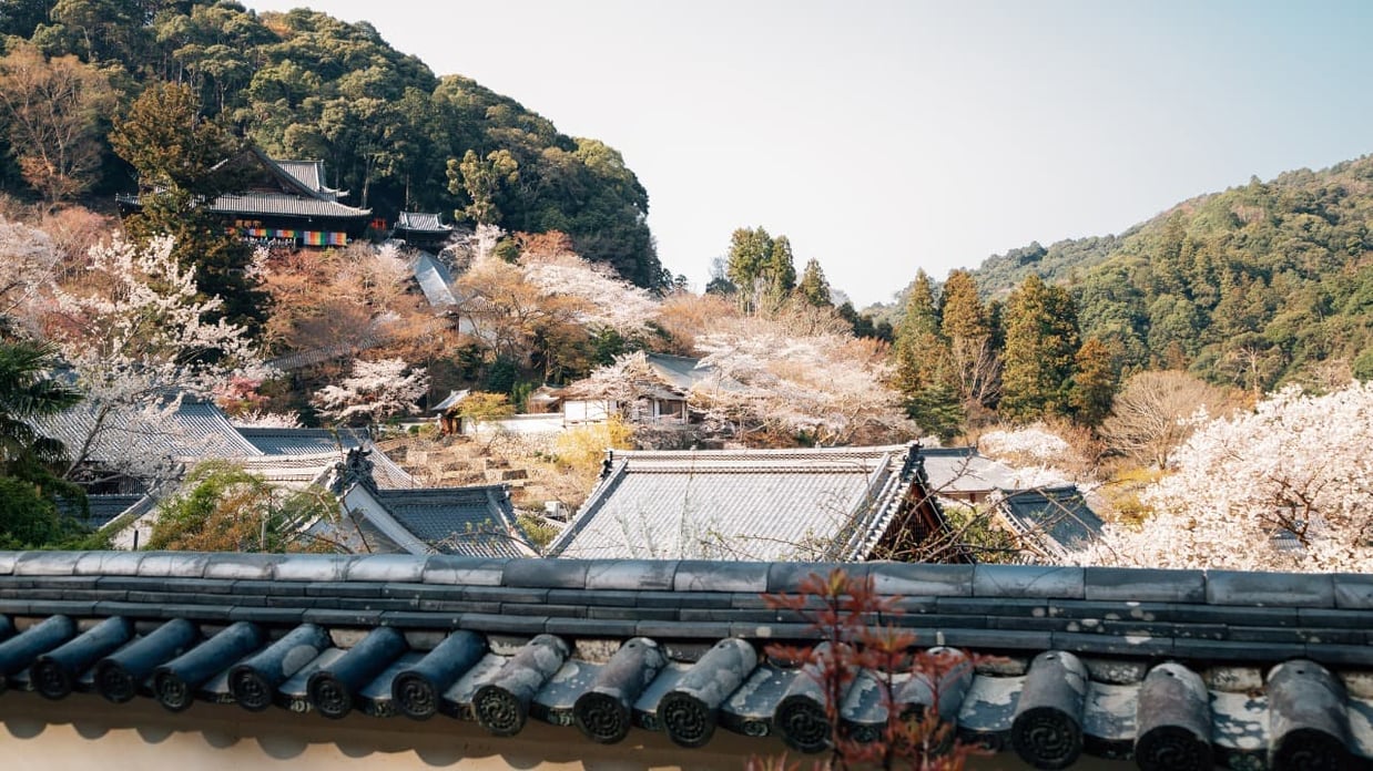 Hase-dera Temple: History and Overview Explained